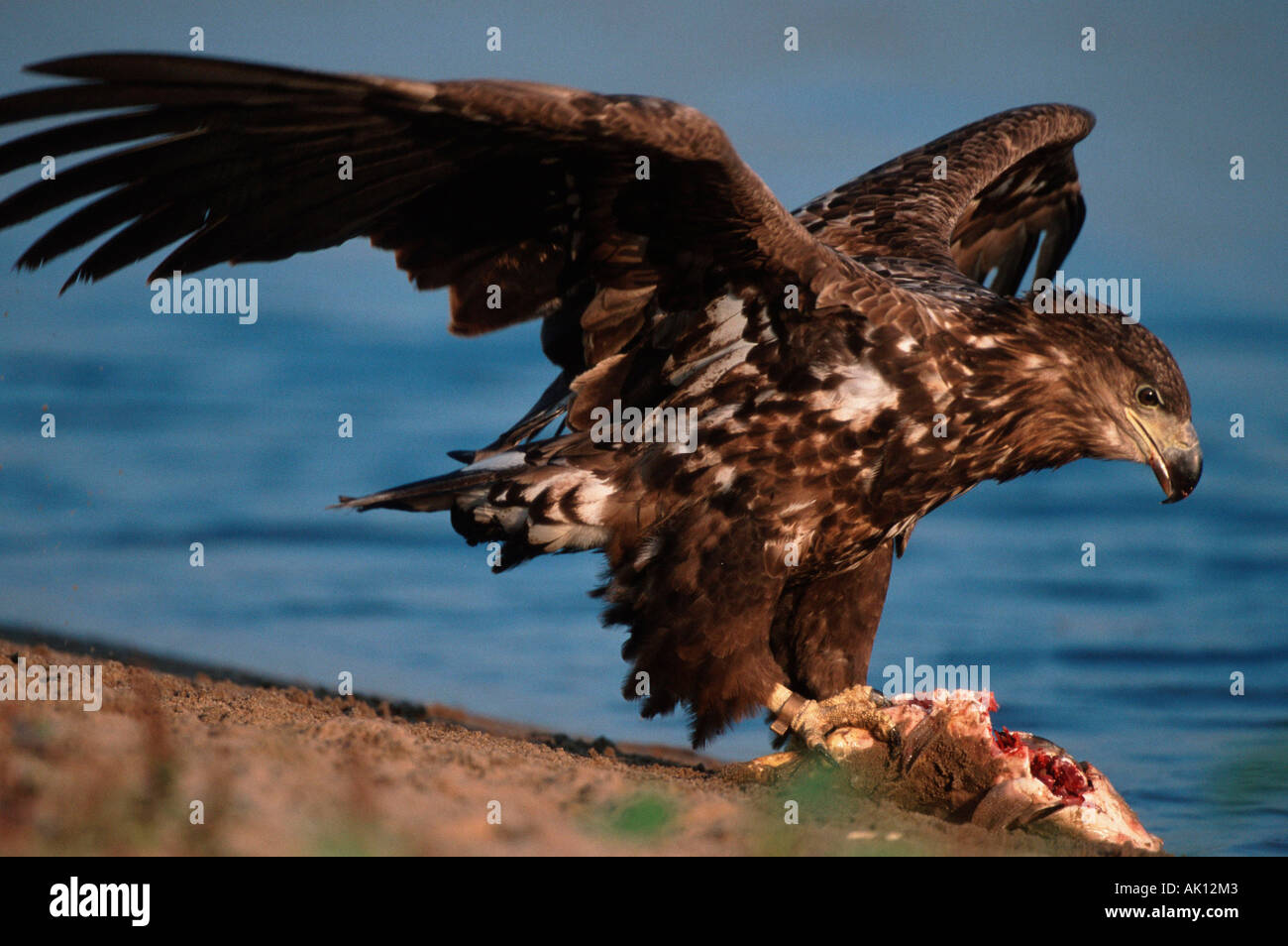 White-tailed Sea Eagle Stock Photo - Alamy