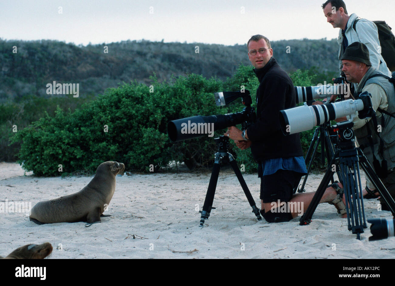 Galapagos Sea Lion Stock Photo - Alamy