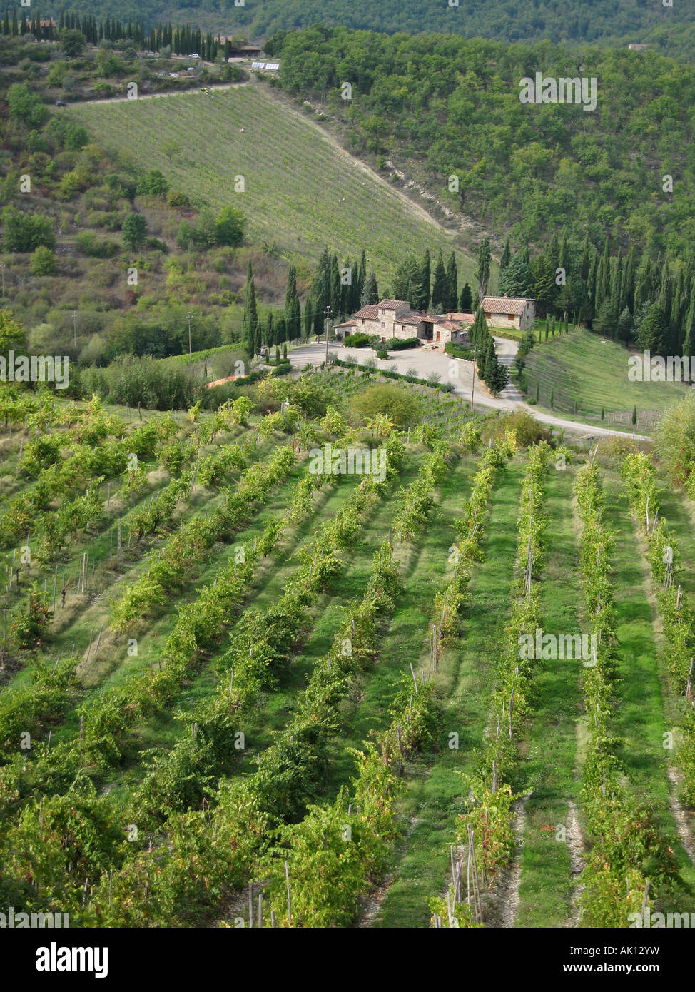 Vineyards in Tuscany Stock Photo - Alamy