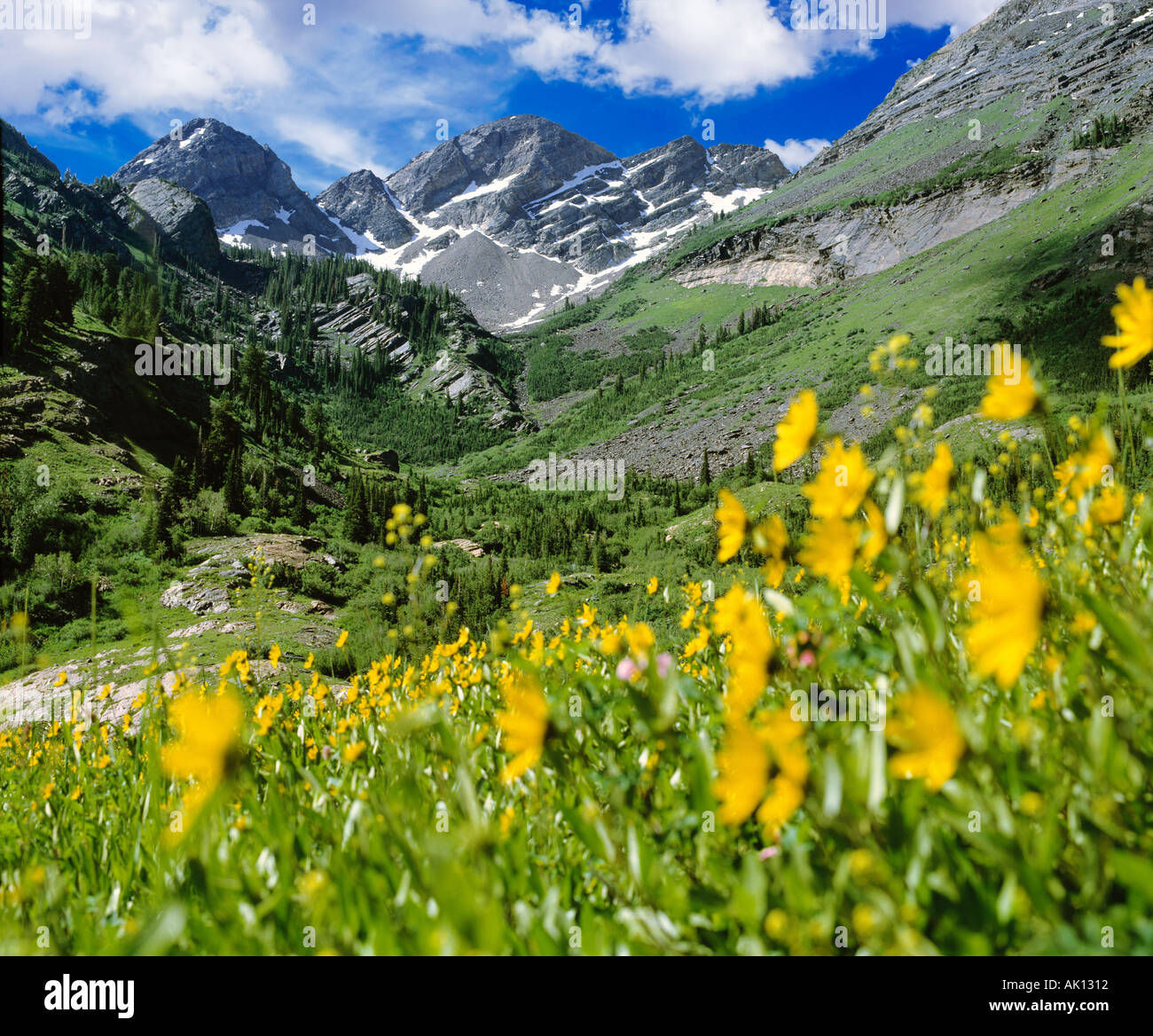Alpine meadow with wildflowers below mountain peaks Stock Photo - Alamy