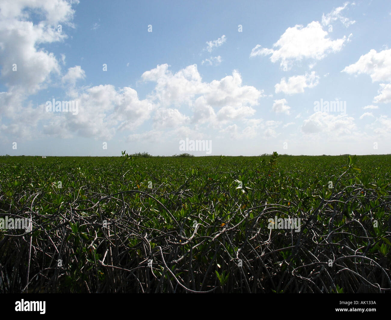 Mangrove Swamp Yucatan Mexico Stock Photo - Alamy
