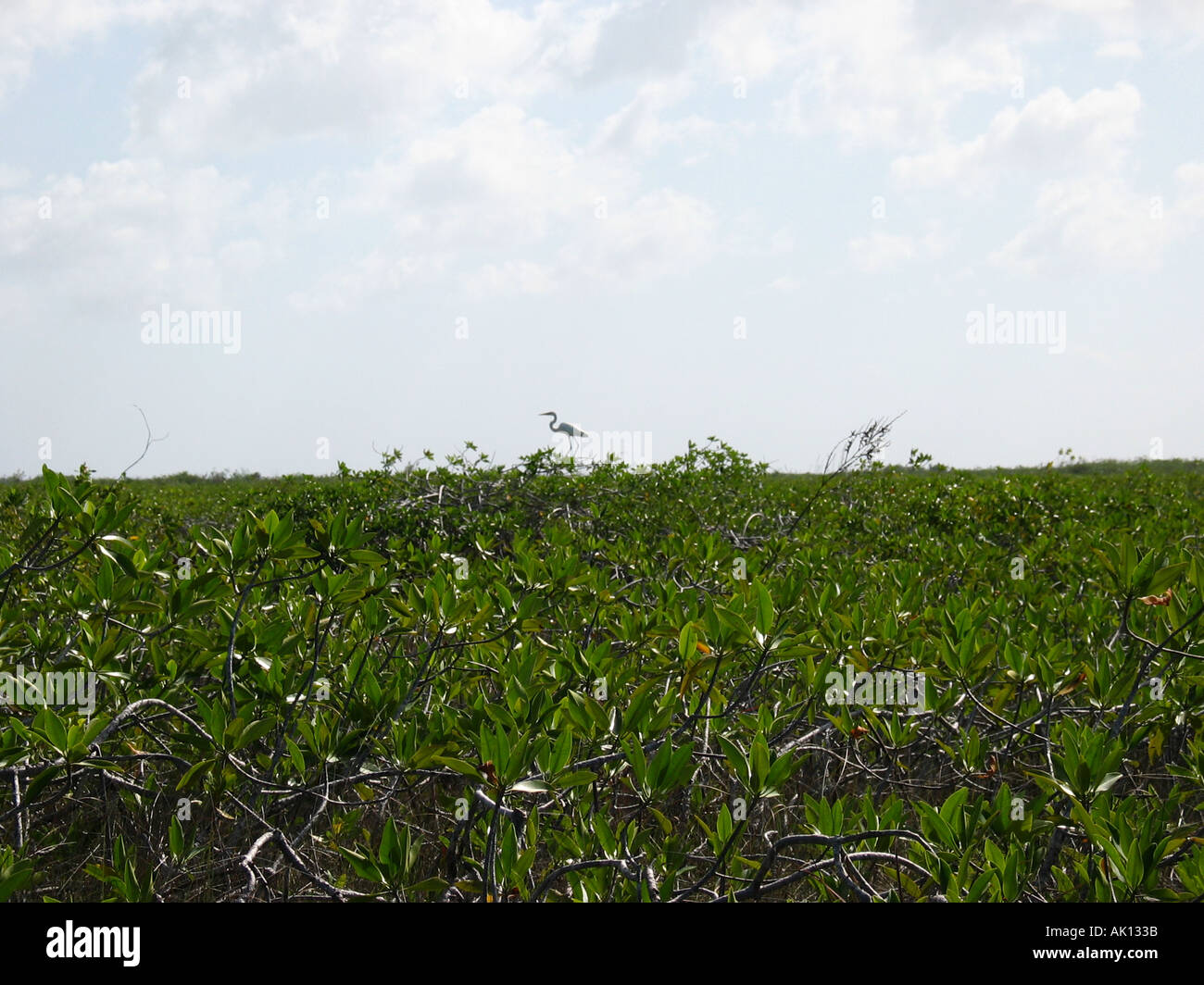 Mangrove Swamp Yucatan Mexico Stock Photo - Alamy