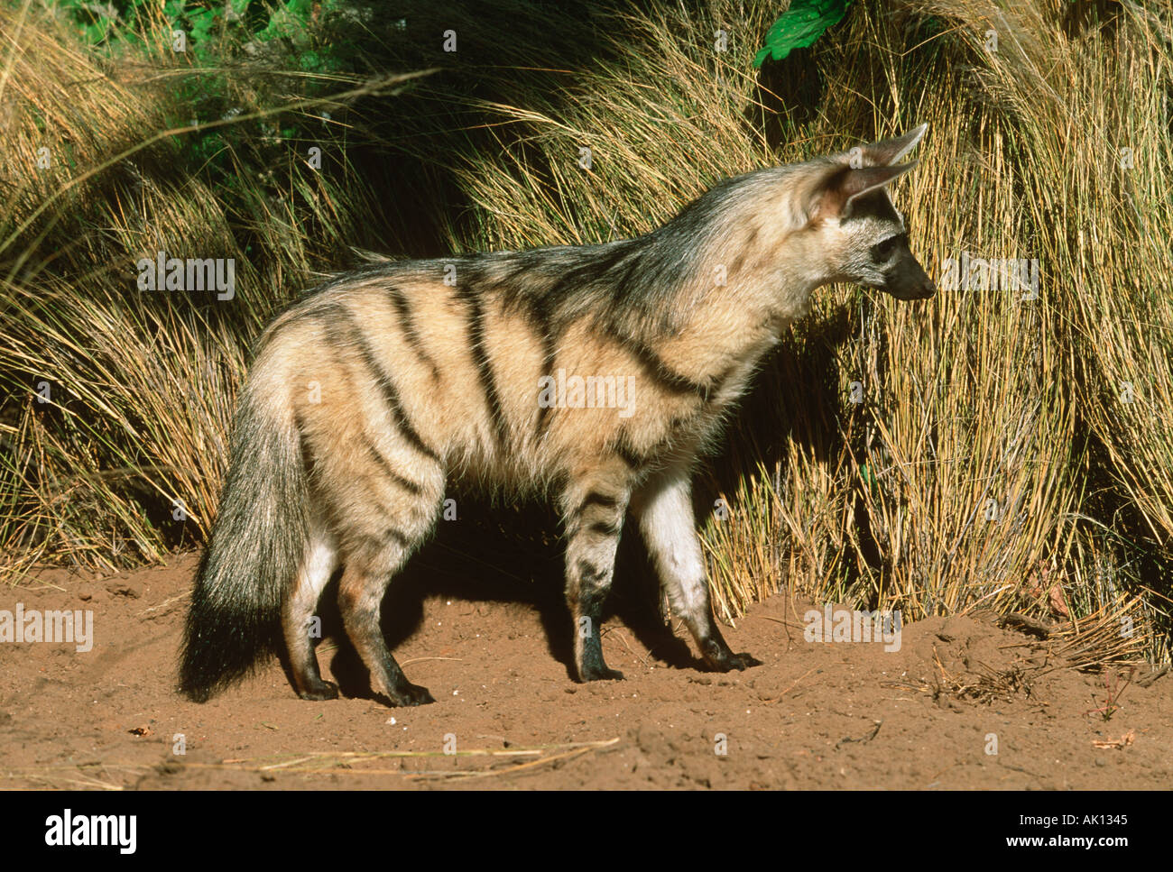 Aardwolf Proteles cristatus Nocturnal predator of termites South East ...