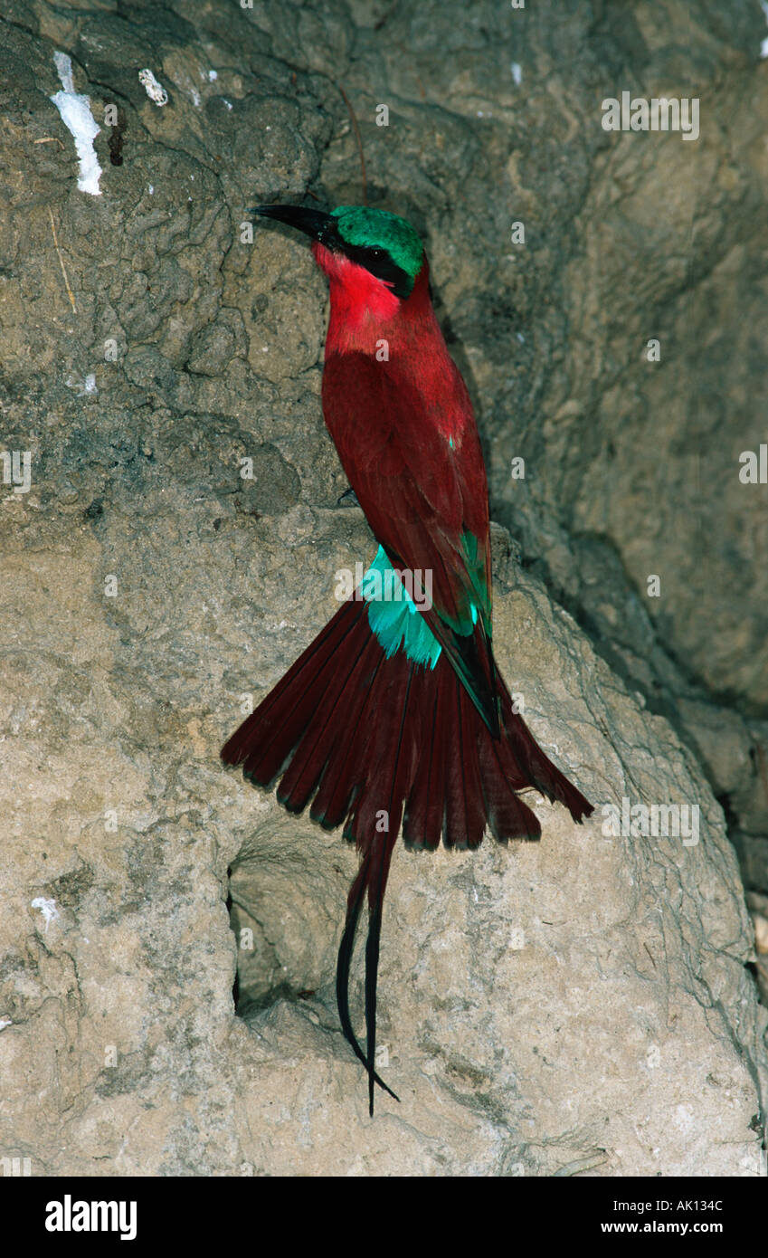 Carmine bee eater Merops nubicoides Nesting on river bank Okovango ...