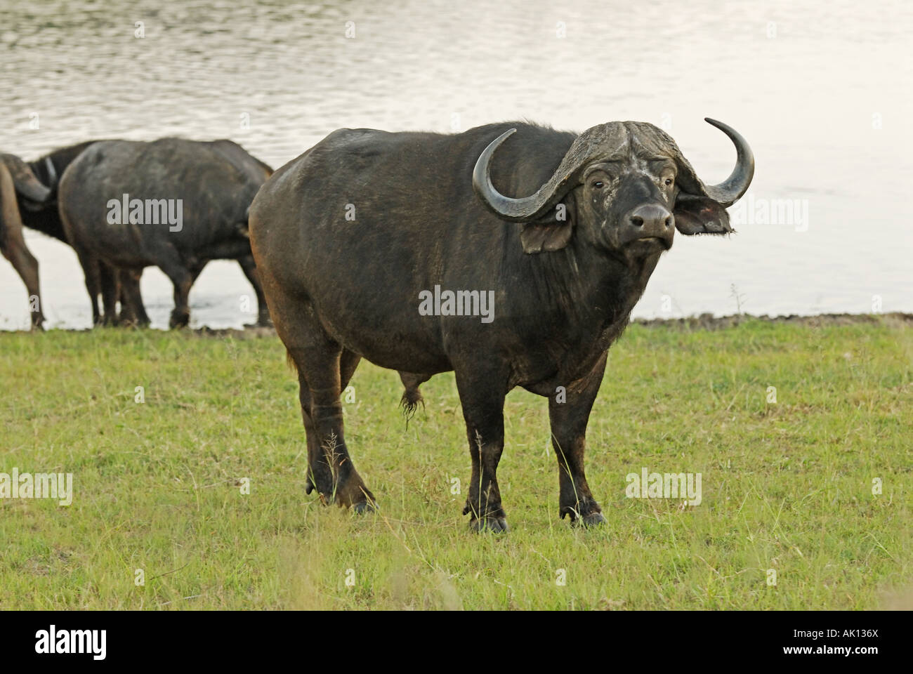 African buffalo on shore hi-res stock photography and images - Alamy