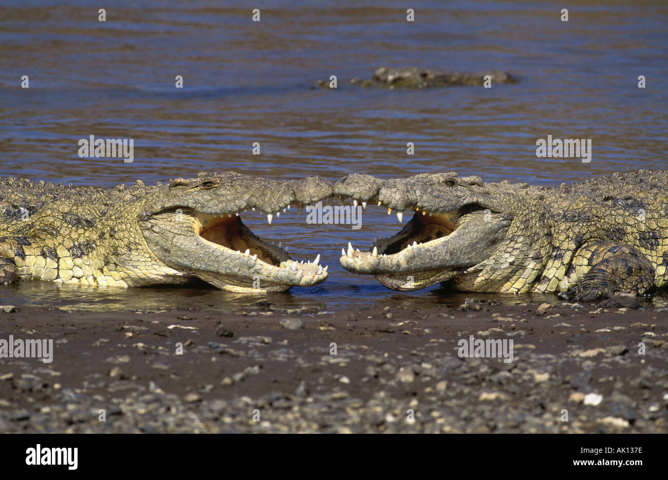 Nile crocodile Crocodylus niloticus Rivers and wetlands of Africa Stock ...