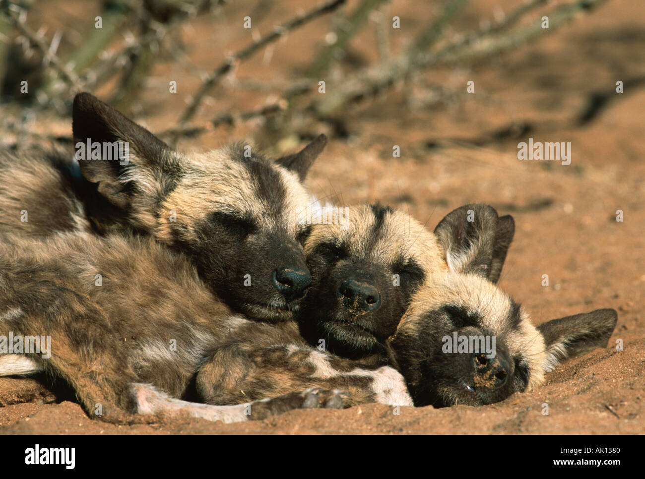 Wild dog Lycaon pictus pups sleeping huddle together for warmth and ...