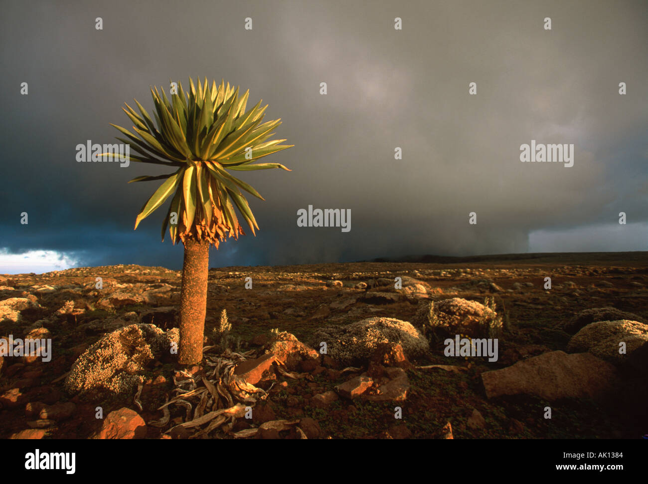 Afro alpine vegetation hi-res stock photography and images - Alamy