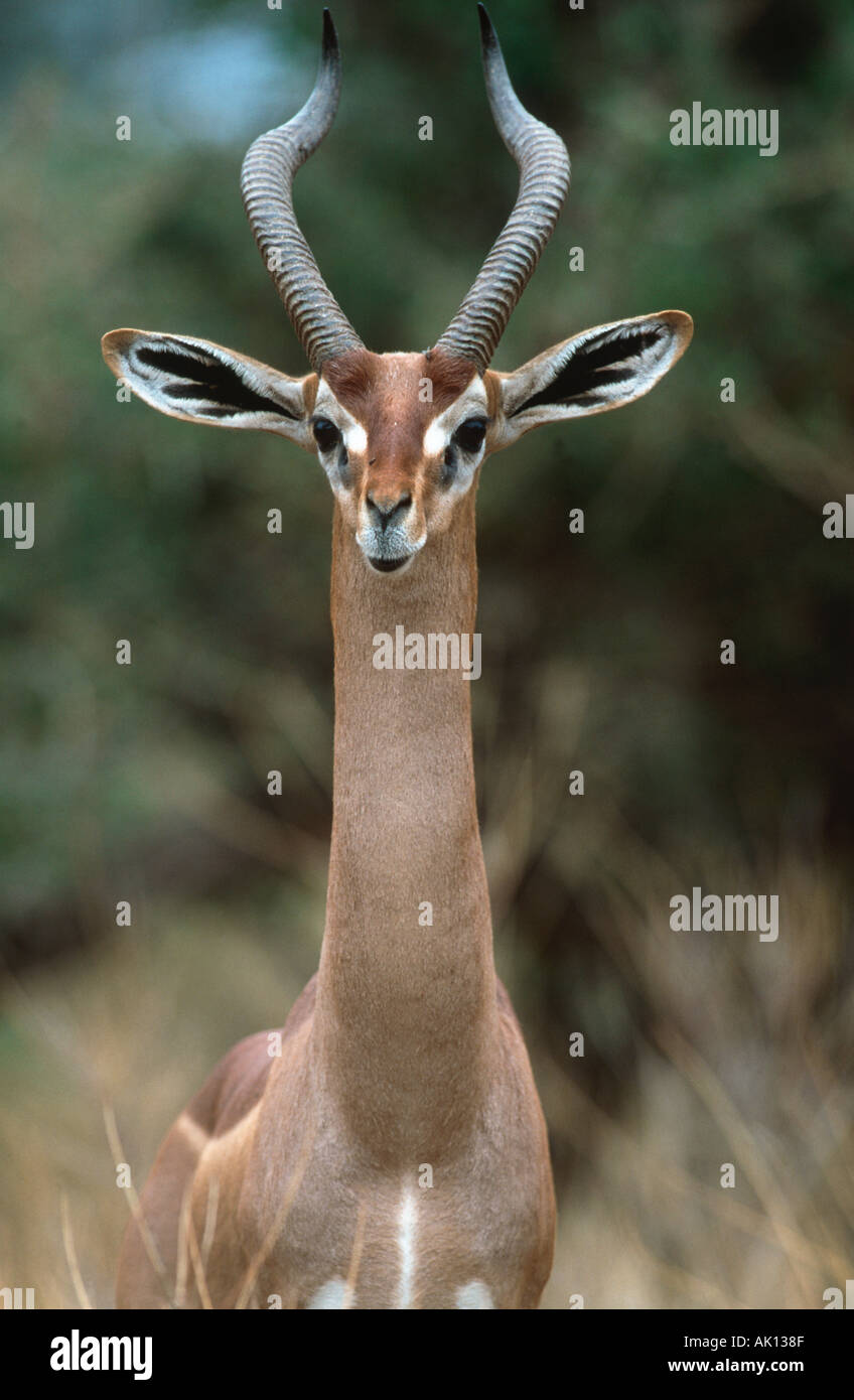 Gerenuk Litocranius walleri Portrait Samburu National Reserve Kenya ...