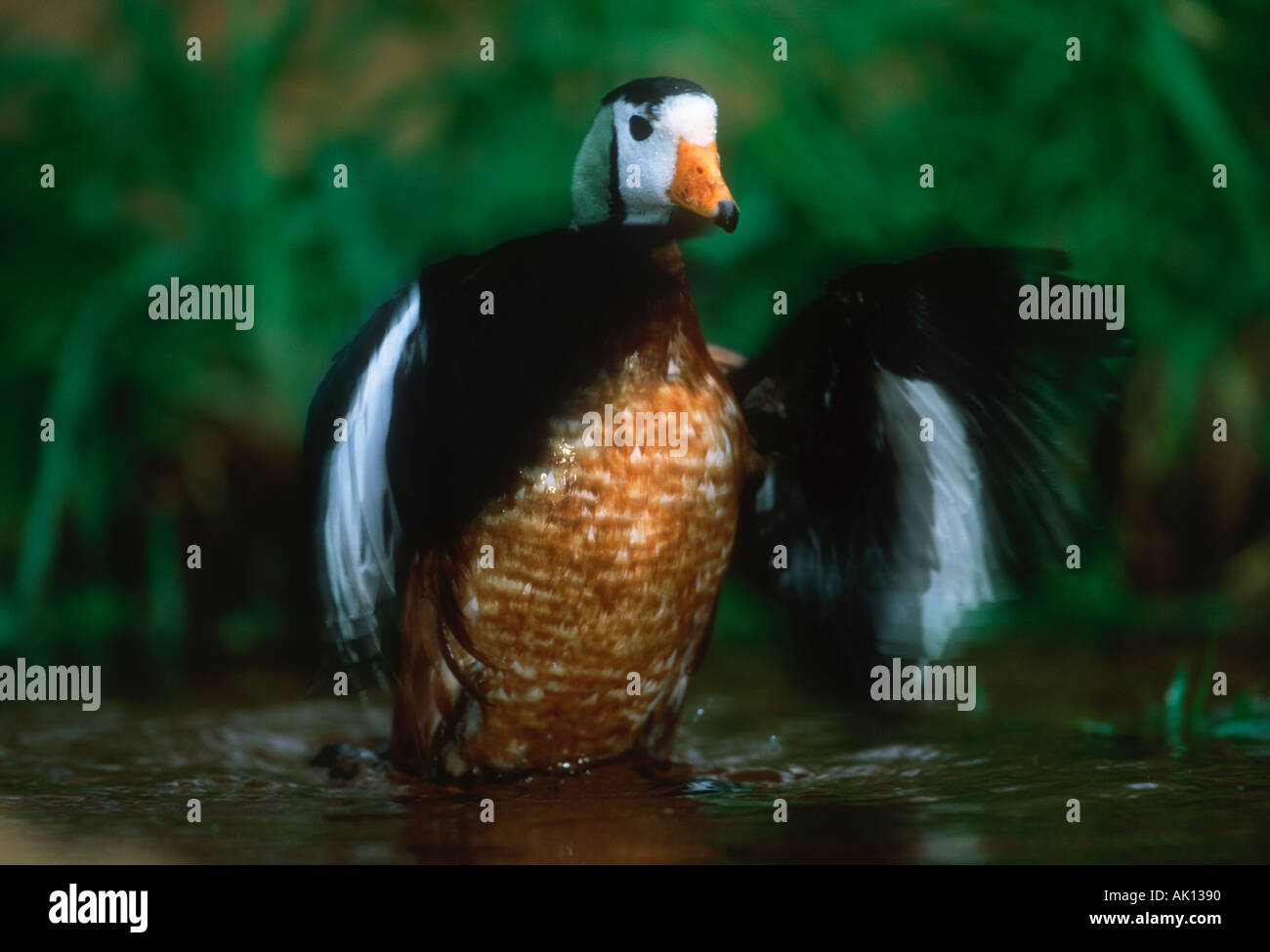 Pygmy goose Nettapus auritus South Africa Sub Saharan Africa Stock ...