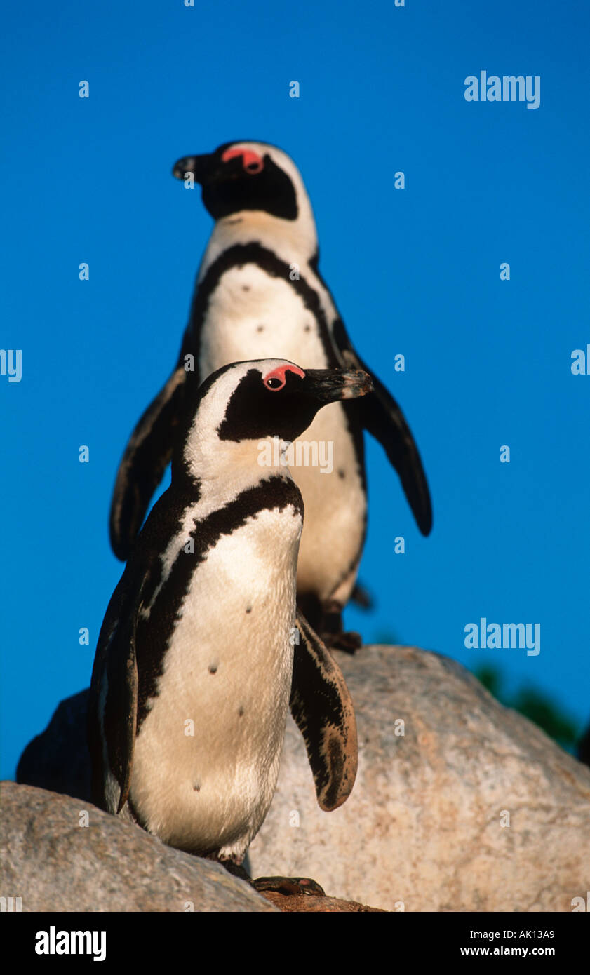 African penguin Spheniscus demerus Adults Robben Island South Africa ...