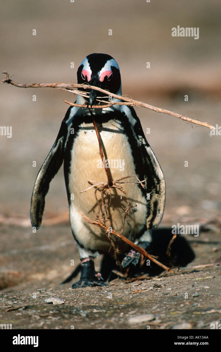 African penguin Spheniscus demerus Adult carrying feather for nest ...