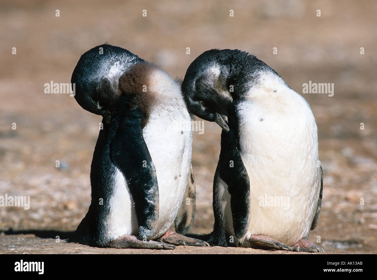 African penguin Spheniscus demerus Almost fully grown chicks preening ...