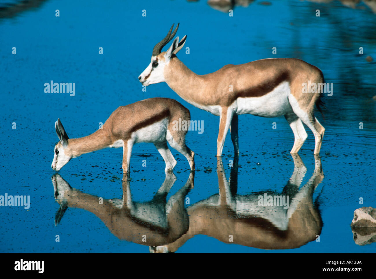 Springbok drinking in water hi-res stock photography and images - Alamy