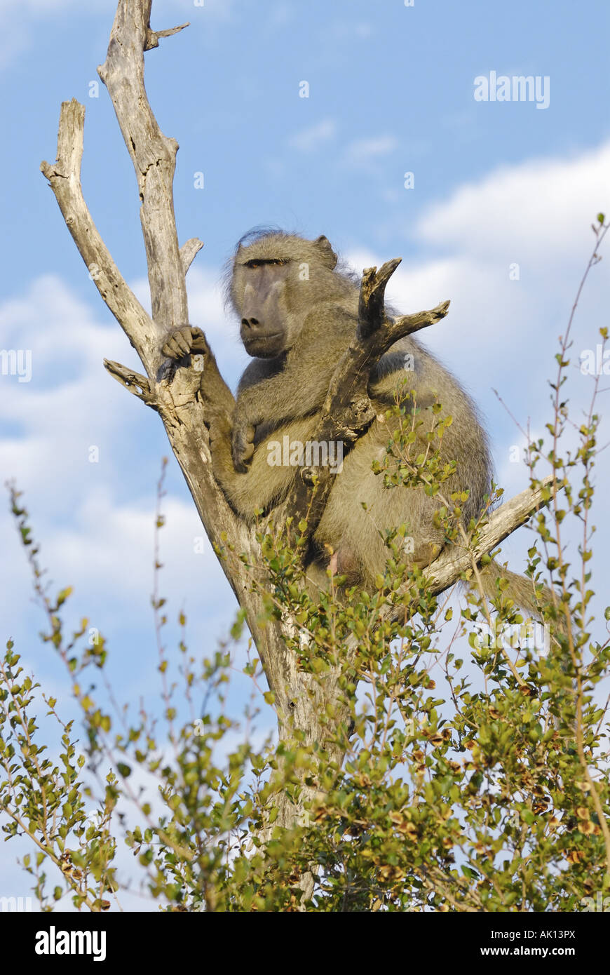 Baboon On Top Of Tree High Resolution Stock Photography and Images - Alamy