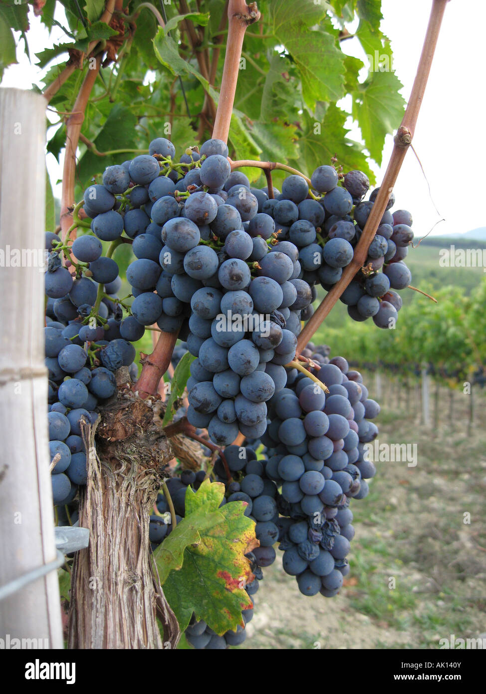 Vineyards in Tuscany Stock Photo - Alamy