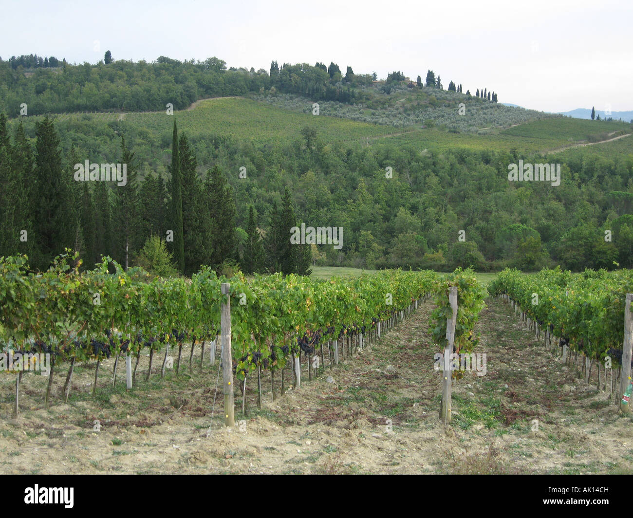 Vineyards in Tuscany Stock Photo - Alamy