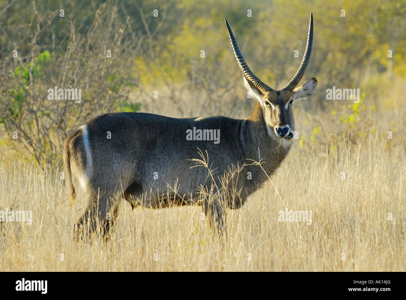 Waterbuck - lateral / Kobus ellipsiprymnus Stock Photo - Alamy