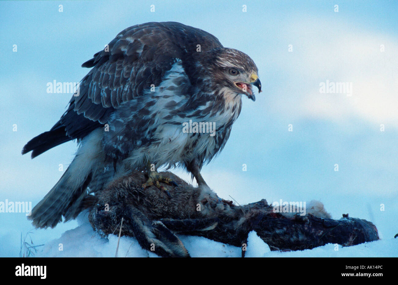 Common Buzzard / European Buzzard / Maeusebussard Stock Photo - Alamy