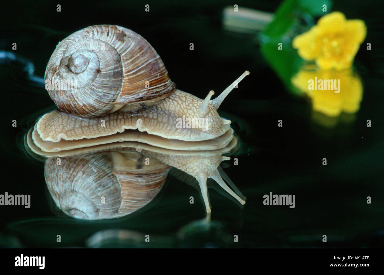 Edible Snail / Weinbergschnecke Stock Photo - Alamy