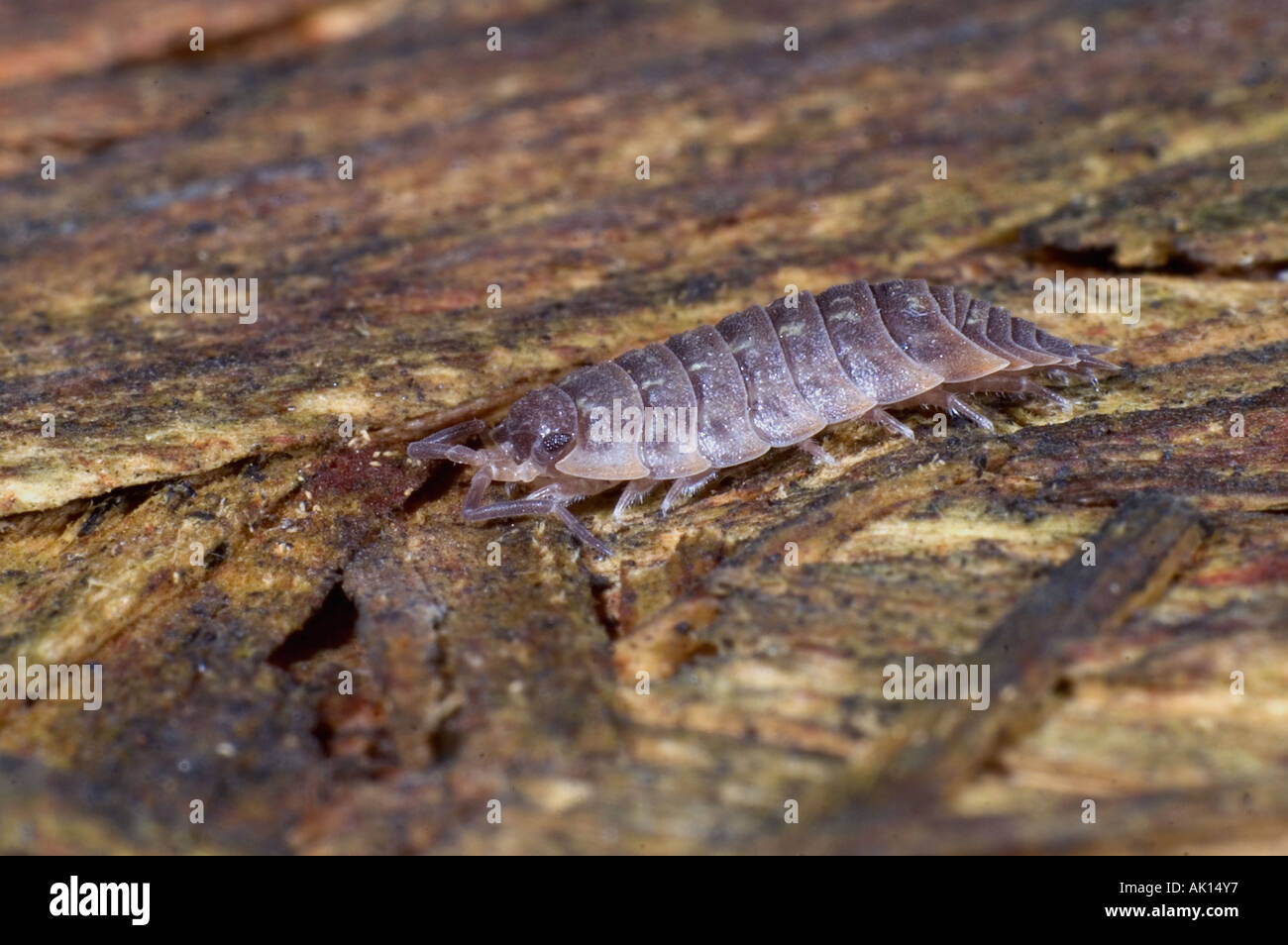 Wood louse hi-res stock photography and images - Alamy