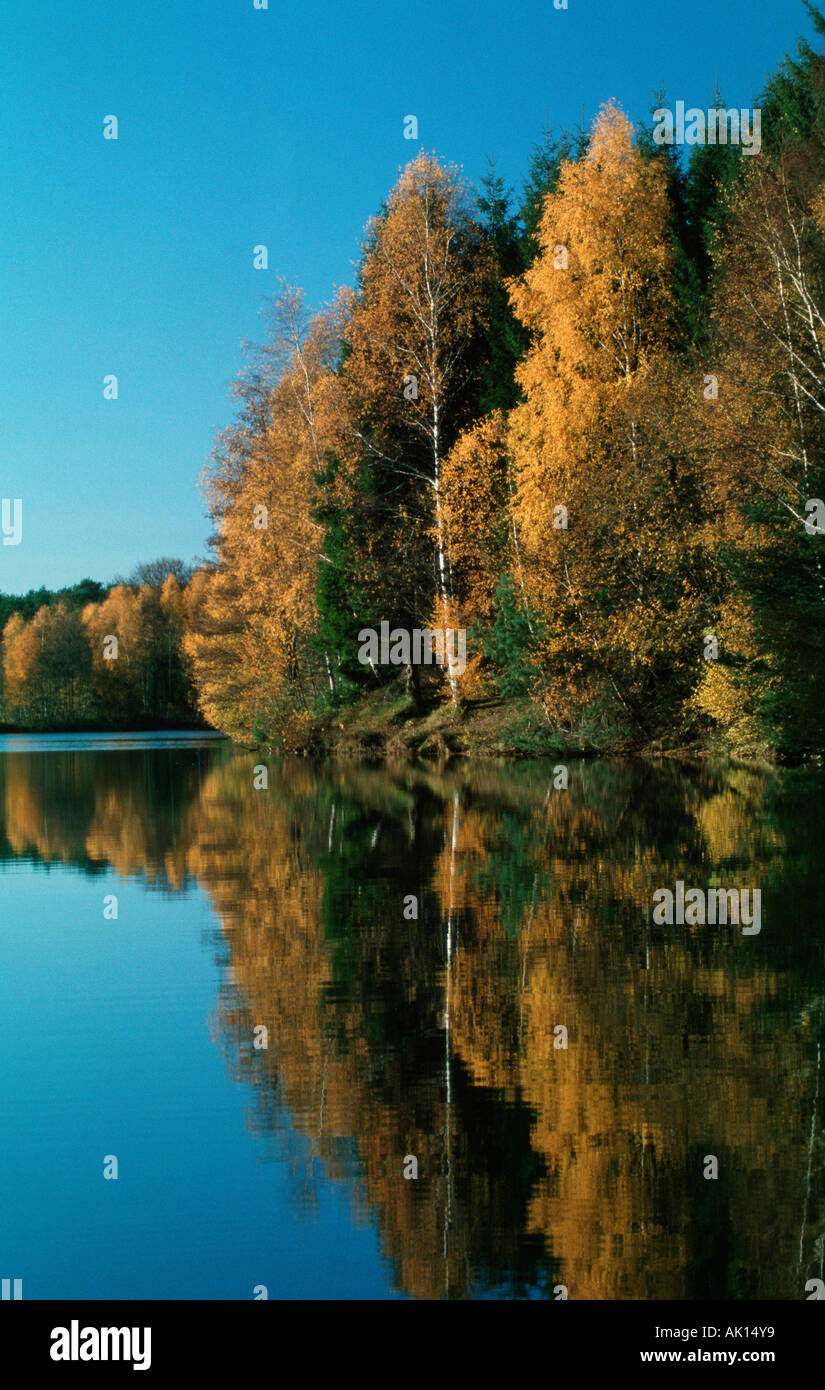 Mischwald europe hi-res stock photography and images - Alamy