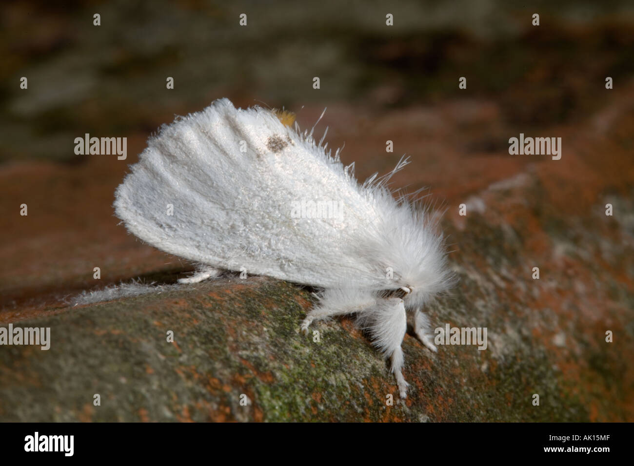 yellow tail moth Euproctis simillis cornwall Stock Photo - Alamy