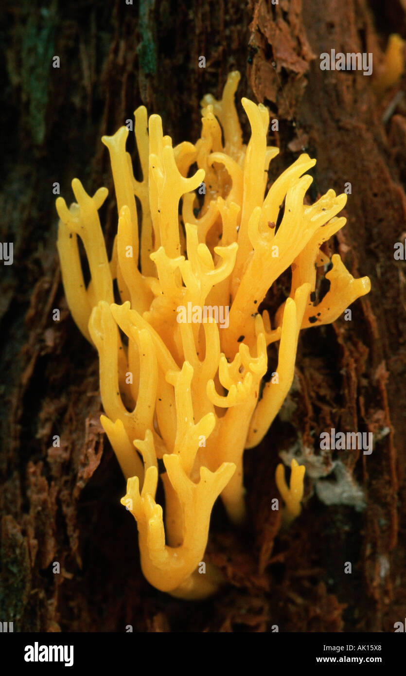 Yellow Stag's-horn Fungus / Klebriger Hoernling / Klebriges Schoenhorn ...
