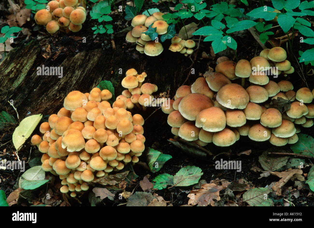 Butter Bolete / Anhaengselroehrling Stock Photo - Alamy