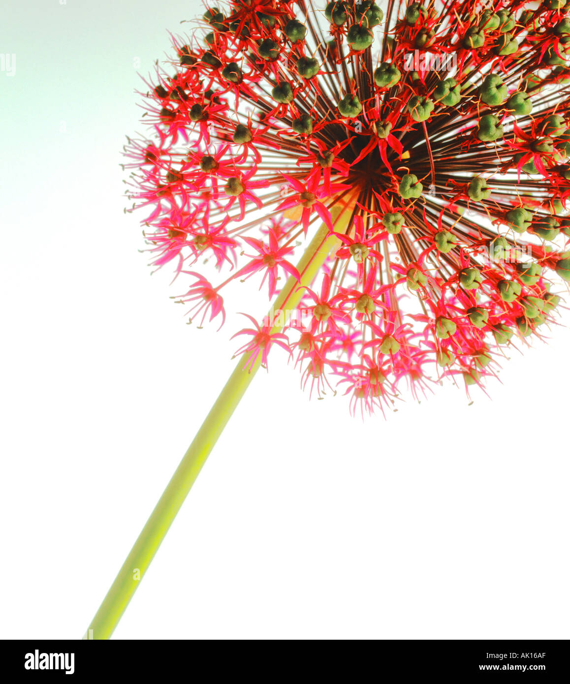 Spikey ball flower hi-res stock photography and images - Alamy