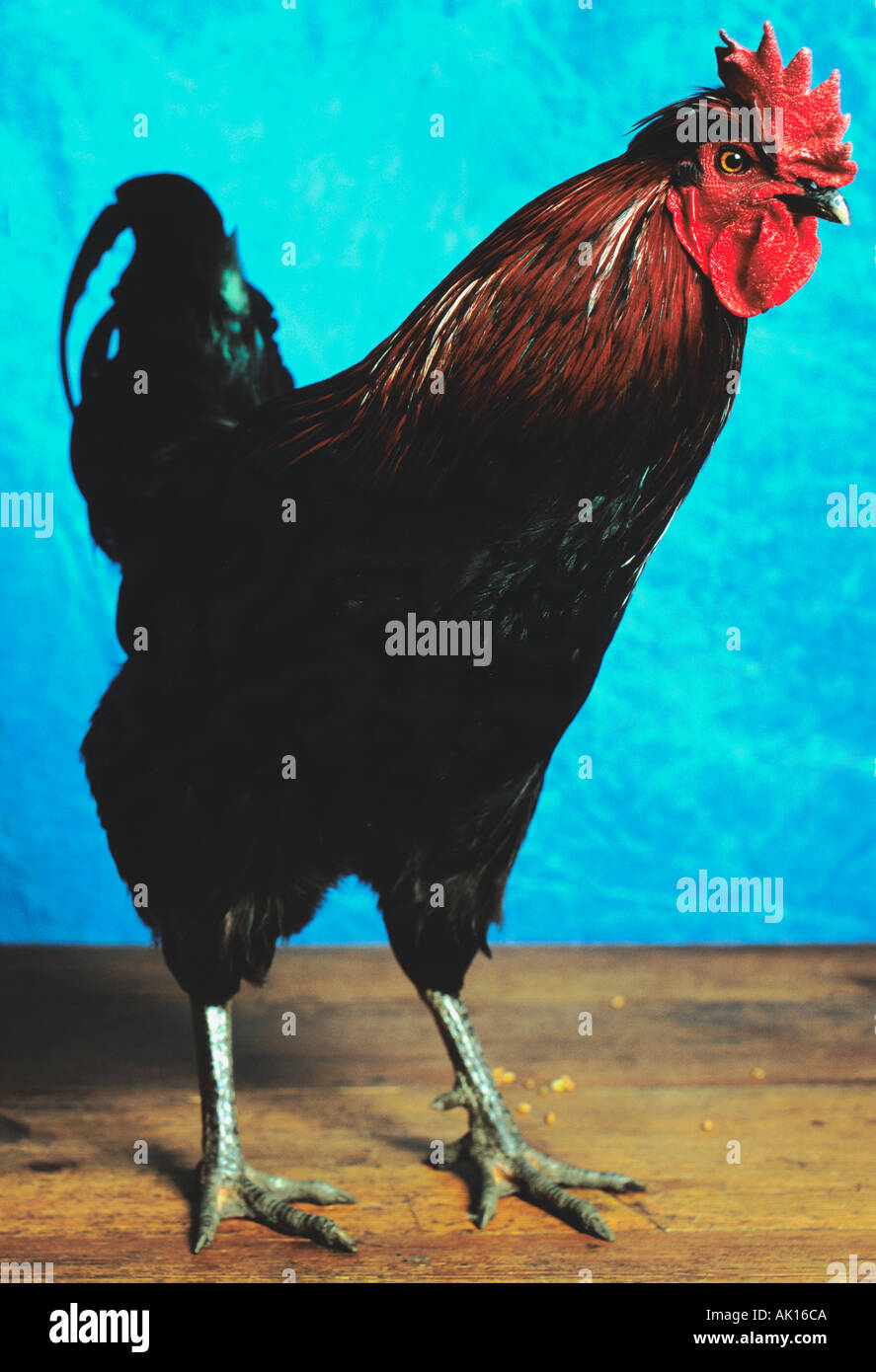 Rooster crowing dawn hi-res stock photography and images - Alamy