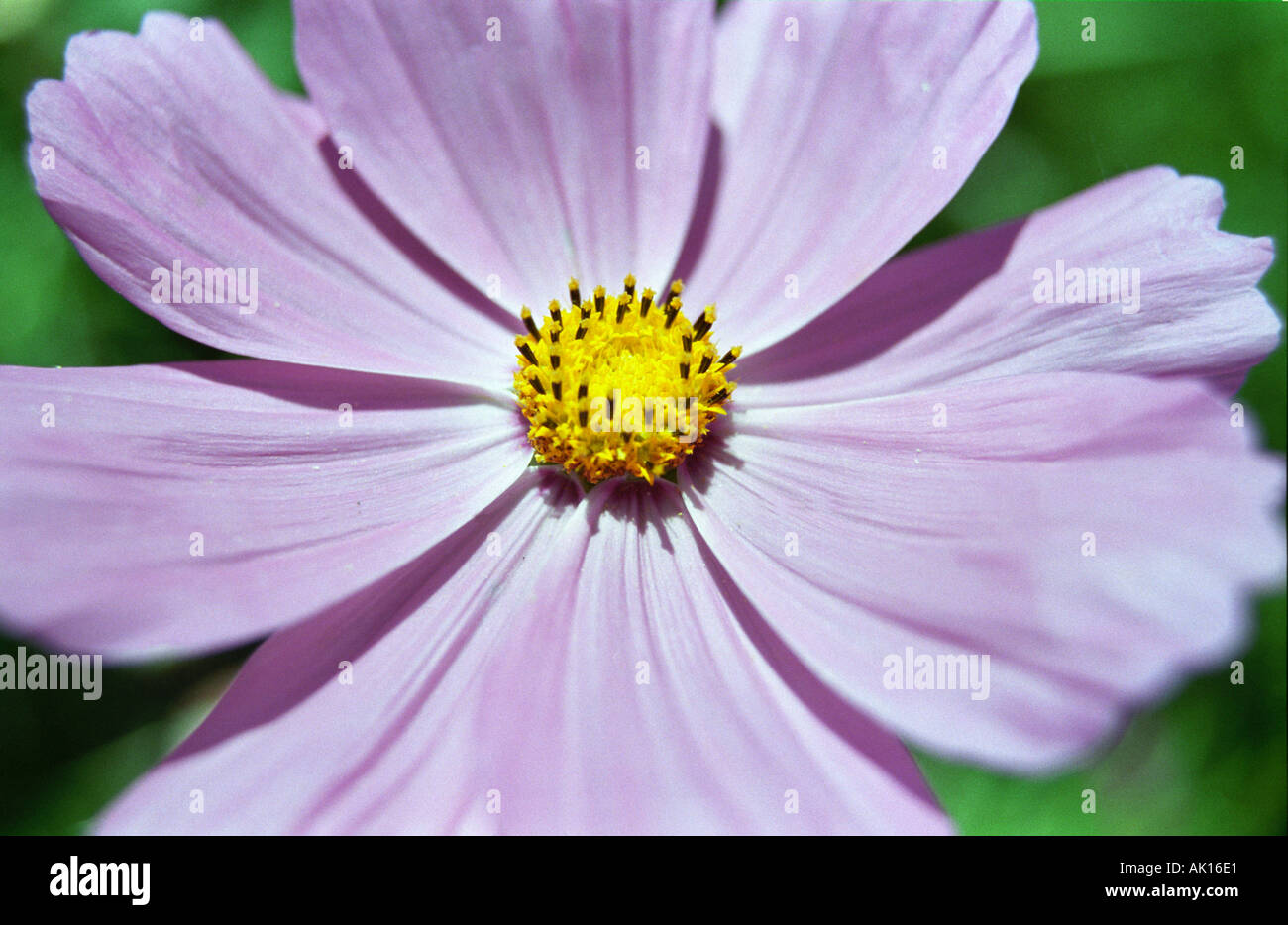 pink cosmos flower head Stock Photo - Alamy