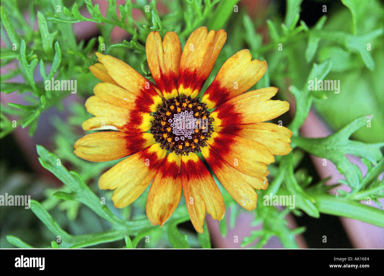 Catherine wheel flower hi-res stock photography and images - Alamy