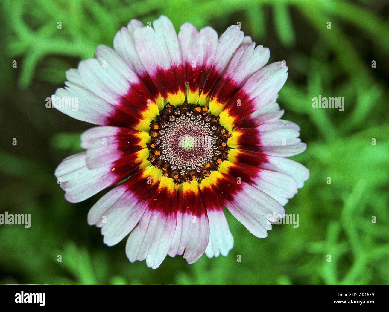 Circular flower hi-res stock photography and images - Alamy