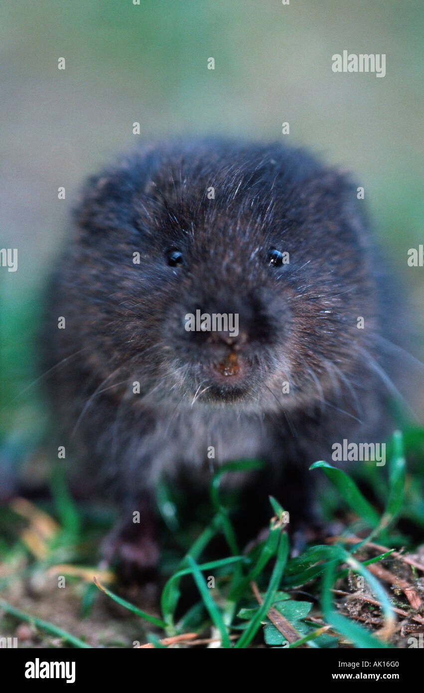 Europaen Water Vole / Northern Water Vole Stock Photo - Alamy