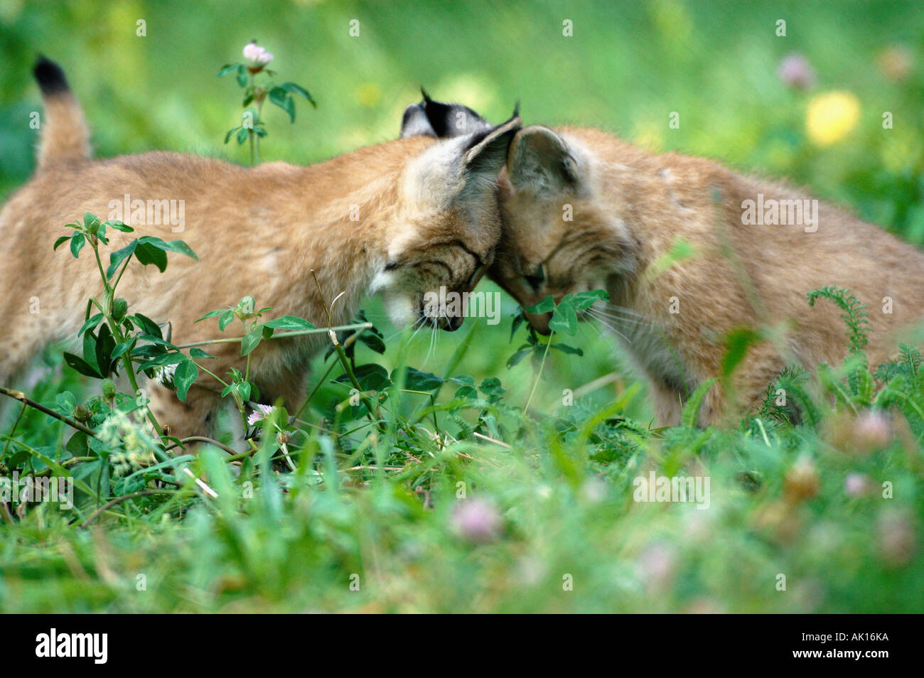 Lynx siblings hi-res stock photography and images - Alamy