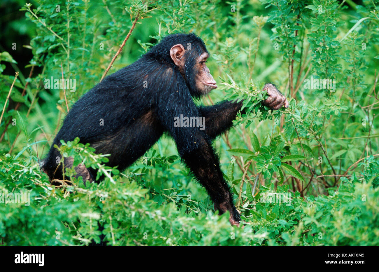 Gombe stream chimpanzee hi-res stock photography and images - Alamy