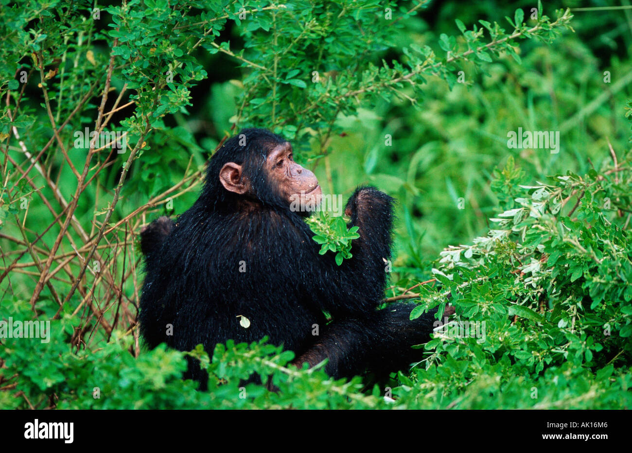 Gombe stream chimpanzee hi-res stock photography and images - Alamy