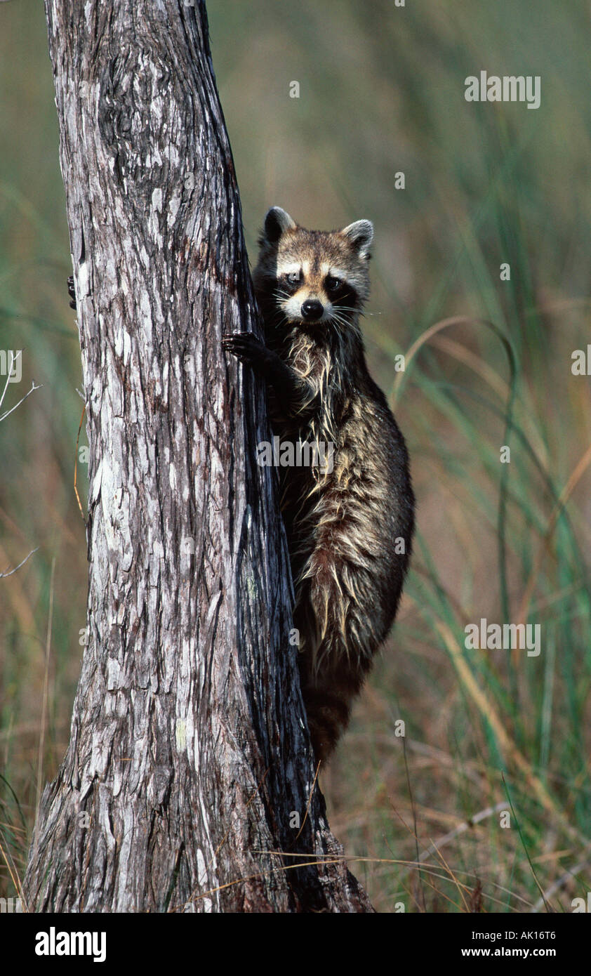 Usa florida everglades raccoon hi-res stock photography and images - Alamy