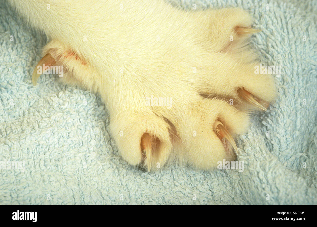 Claws extended hi-res stock photography and images - Alamy