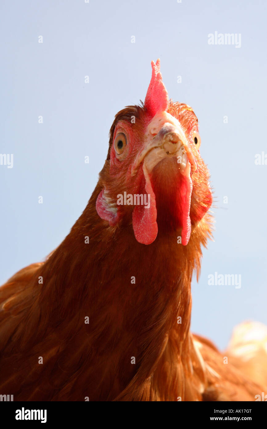 Point of Lay Pullet Chicken Stock Photo - Alamy