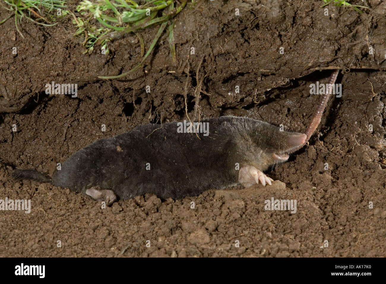 Mole burrow hi-res stock photography and images - Alamy