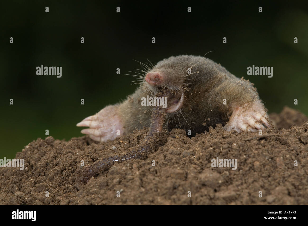 Talpa europea hi-res stock photography and images - Alamy