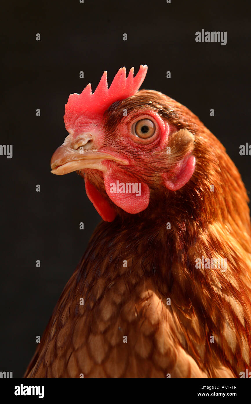 Point of Lay Pullet Chicken Stock Photo - Alamy