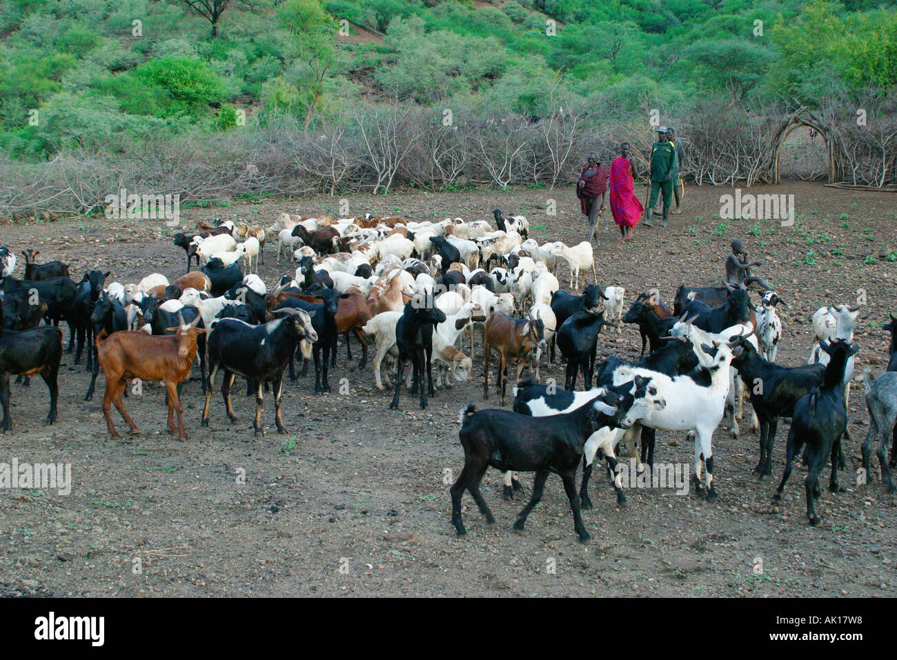 Sheep sudan animal hi-res stock photography and images - Alamy