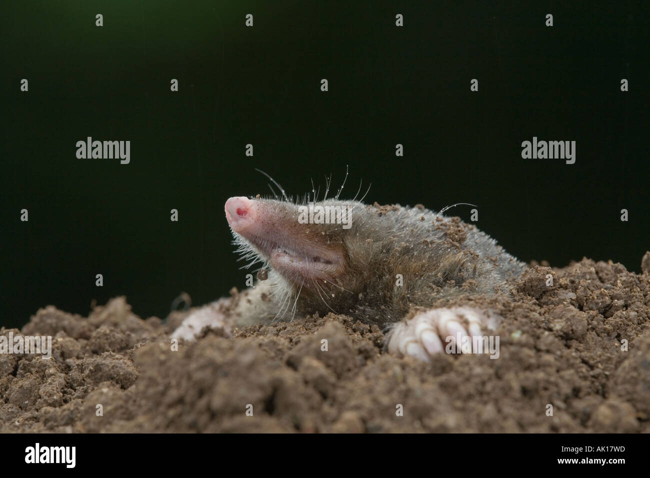 Talpa mole hi-res stock photography and images - Alamy