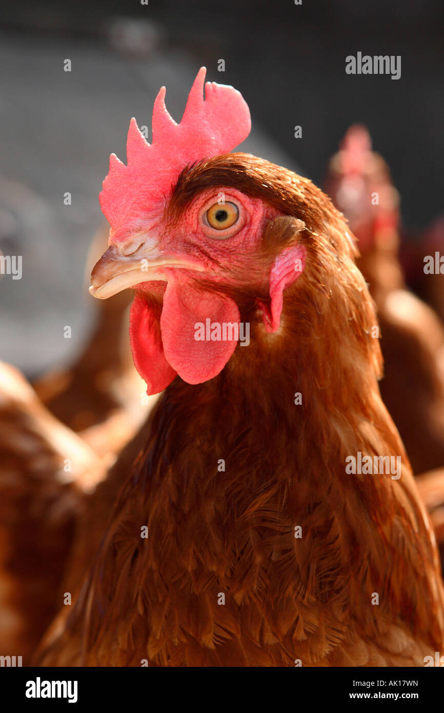 Point of Lay Pullet Chicken Stock Photo - Alamy
