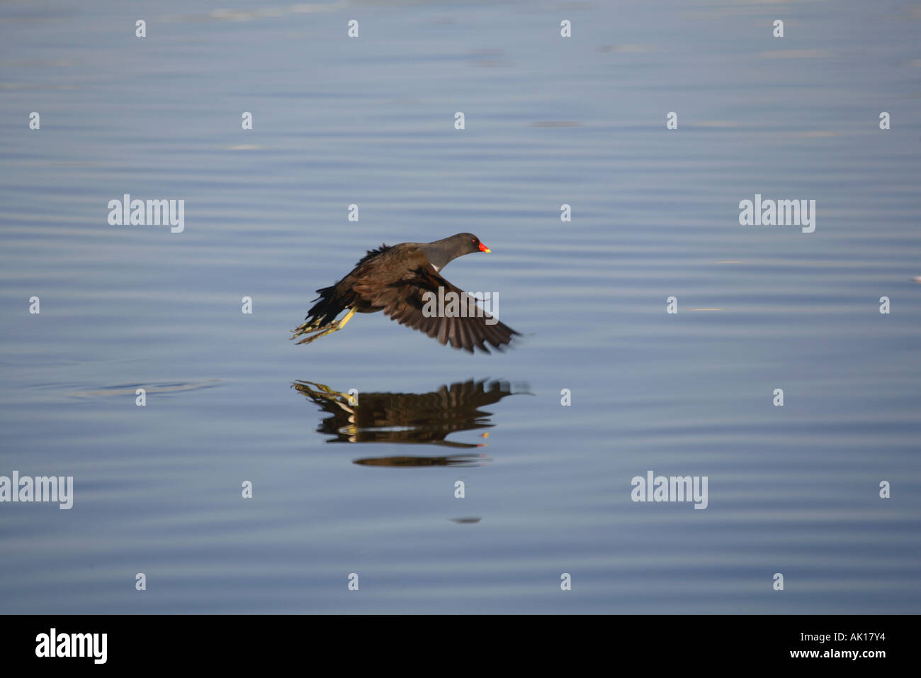 Cornwall moorhen hi-res stock photography and images - Alamy