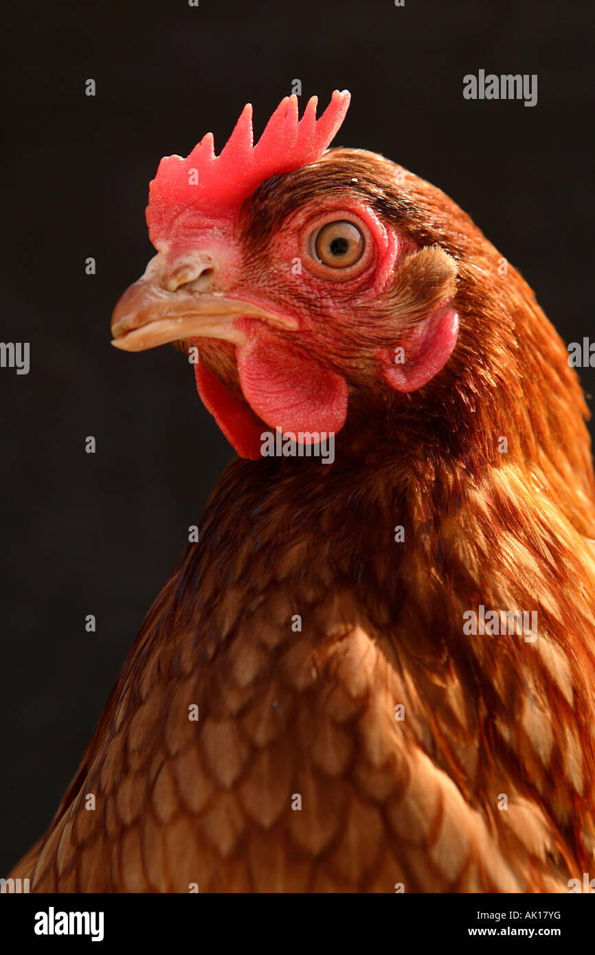 Point of Lay Pullet Chicken Stock Photo - Alamy