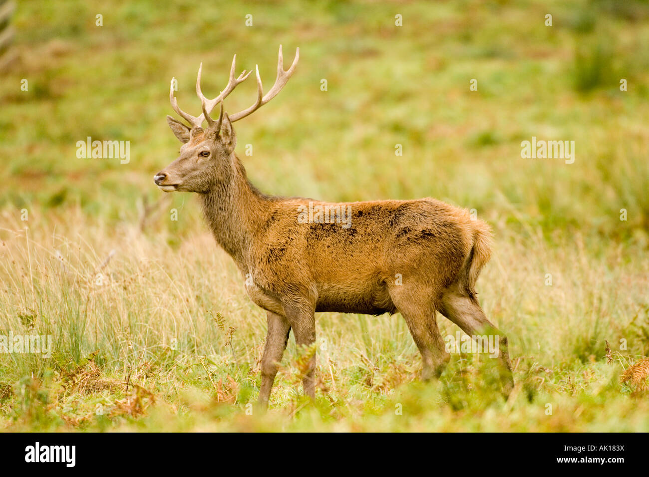Red Deer Stag Stock Photo - Alamy